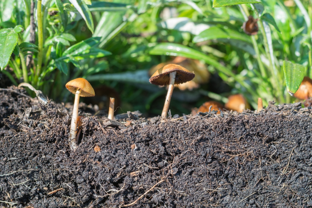Earth: Mushrooms and the Future of Meat - Cambridge Associates
